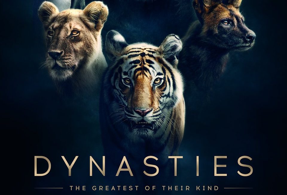 Watch the stunning trailer for David Attenborough's Dynasties