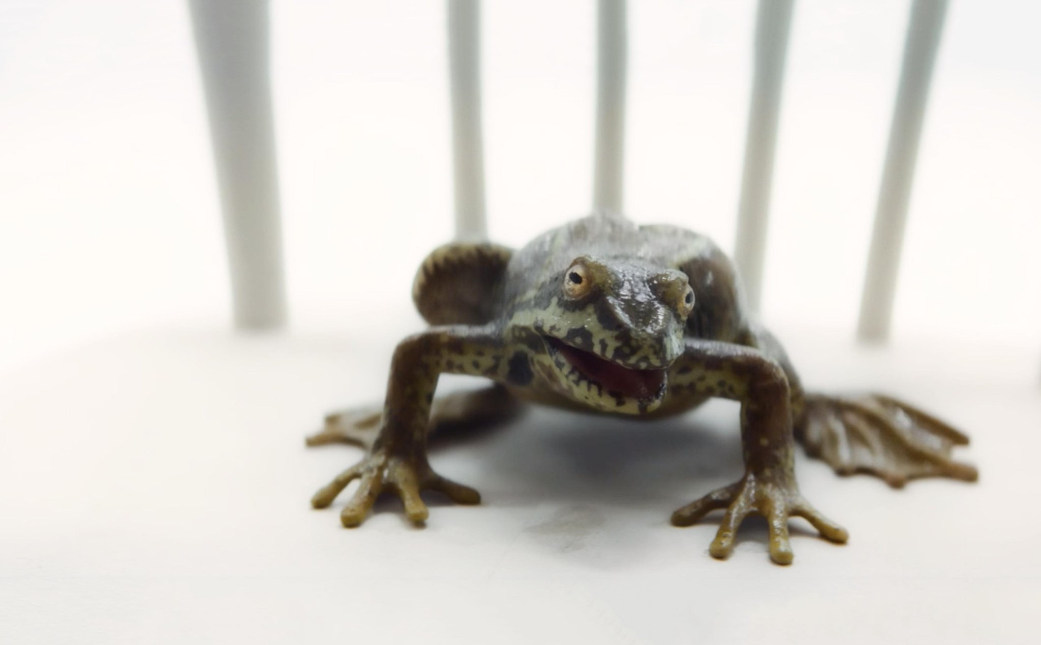 A Frog that is a sentient universe - CultBox